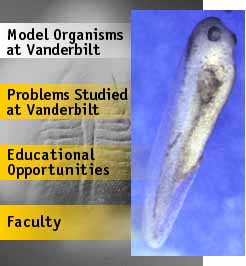 Model Organisms: Developmental Biology Program, Vanderbilt University