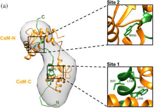 Insights into the regulation of Huntingtin-associated proteins | Center ...