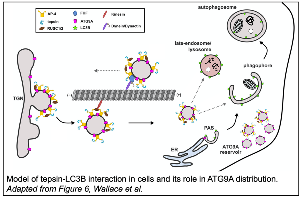 Teasing out a role for tepsin in AP-4 mediated trafficking | Center for ...
