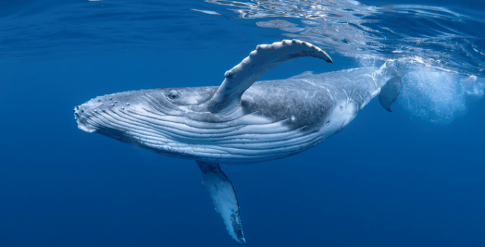 Imaging Technology Shows how Whales’ Sensory Systems have Evolved ...