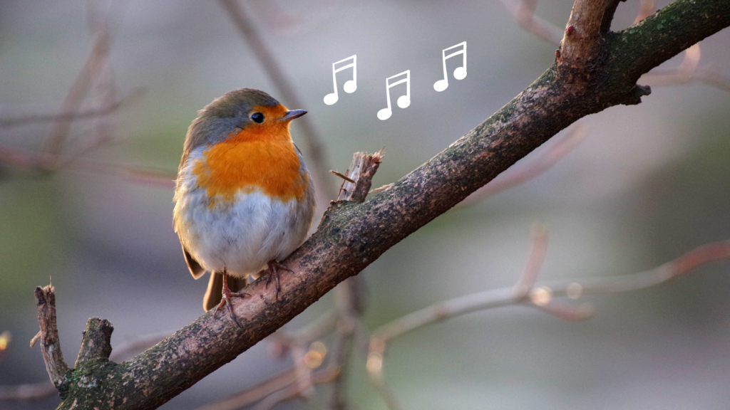 Researchers suggest that complex bird songs might require large ...