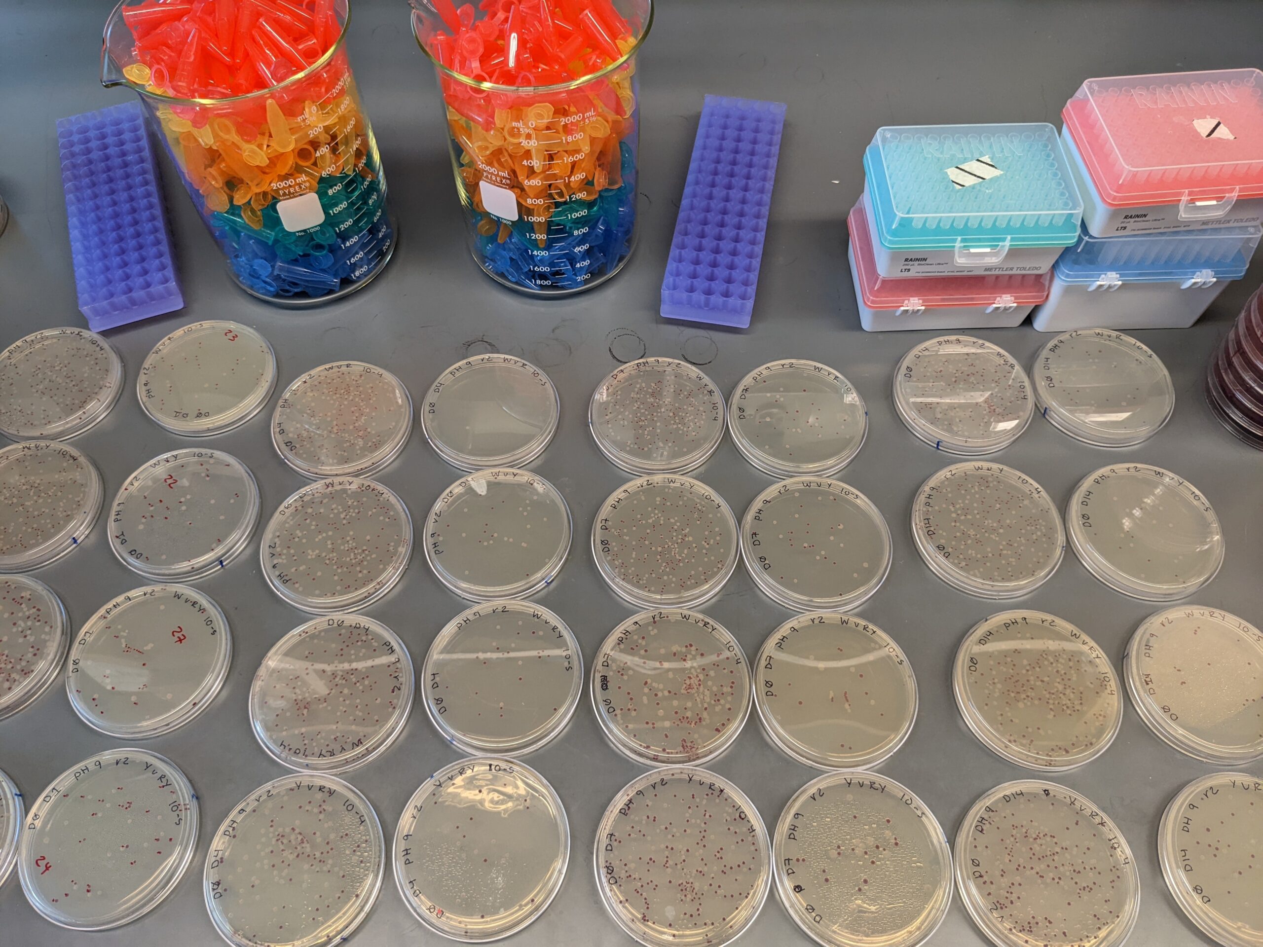 "The Hunger Games: E. coli edition" demonstrates how mutualism and ...