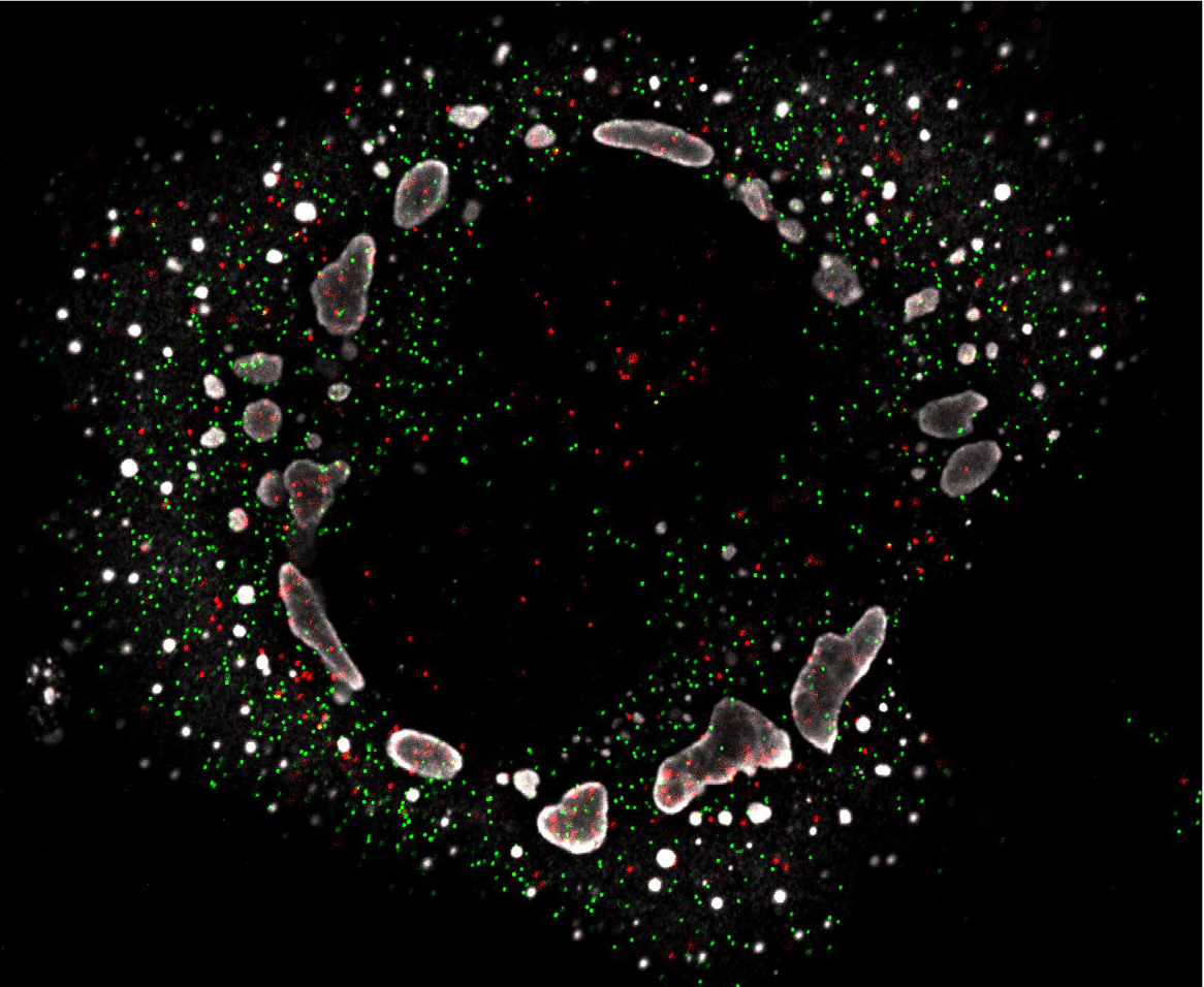 Ogden lab discovers new interactions between viruses during dual ...