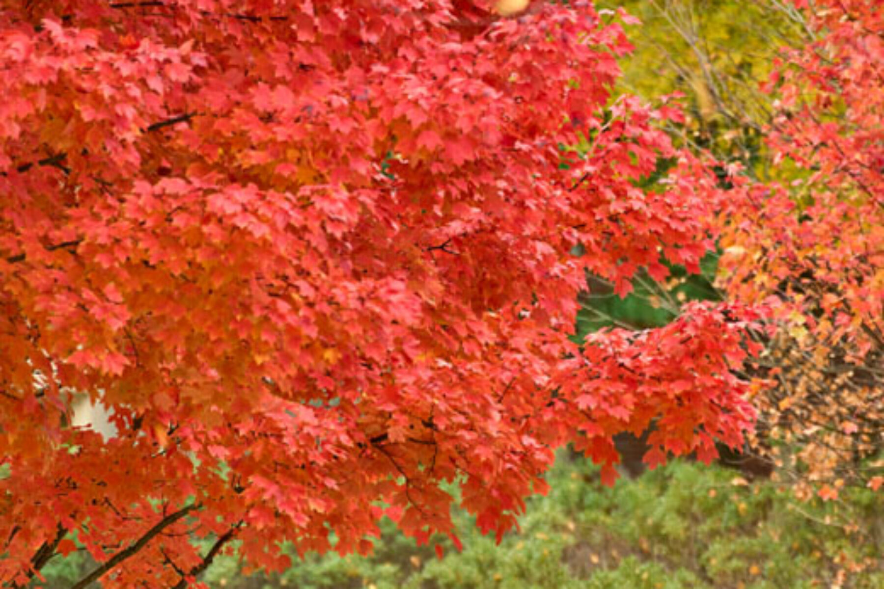 Vanderbilt Families | Vanderbilt University