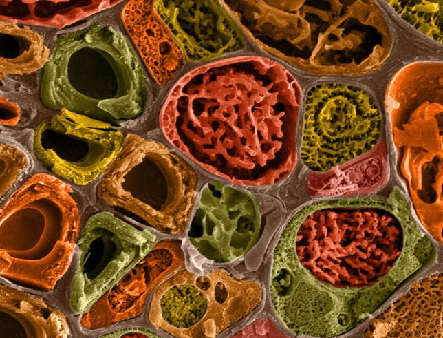 Focused Ion Beam – Scanning Electron Microscope (FIB-SEM) | VINSE ...