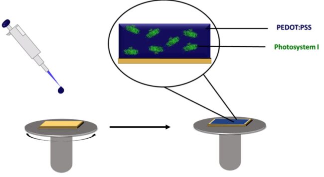 “Spin Coating Photoactive Photosystem I−PEDOT:PSS Composite Films ...