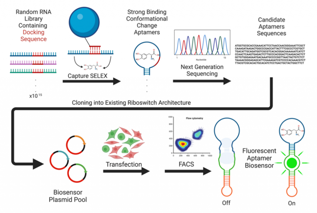 Spotlight Publication: “Generalized Strategy for Engineering Mammalian ...