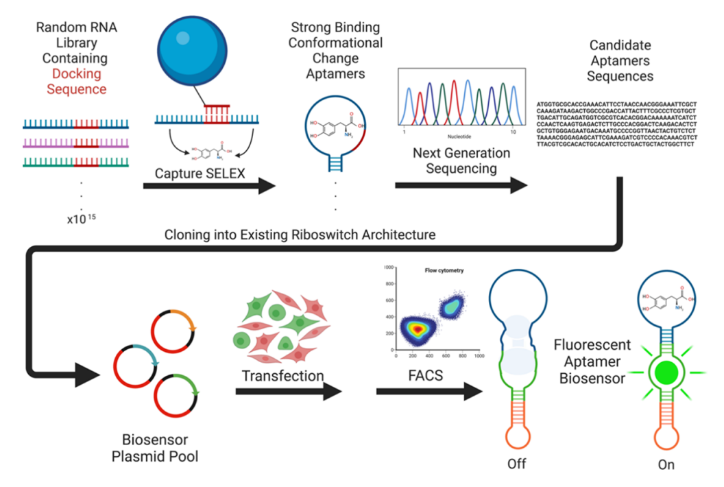 Spotlight Publication: “Generalized Strategy for Engineering Mammalian ...