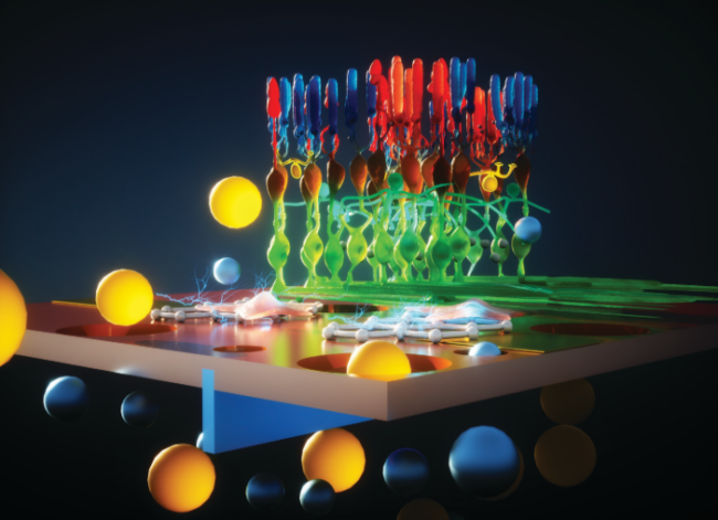 Spotlight Publication: “Graphene-based microfluidic perforated ...